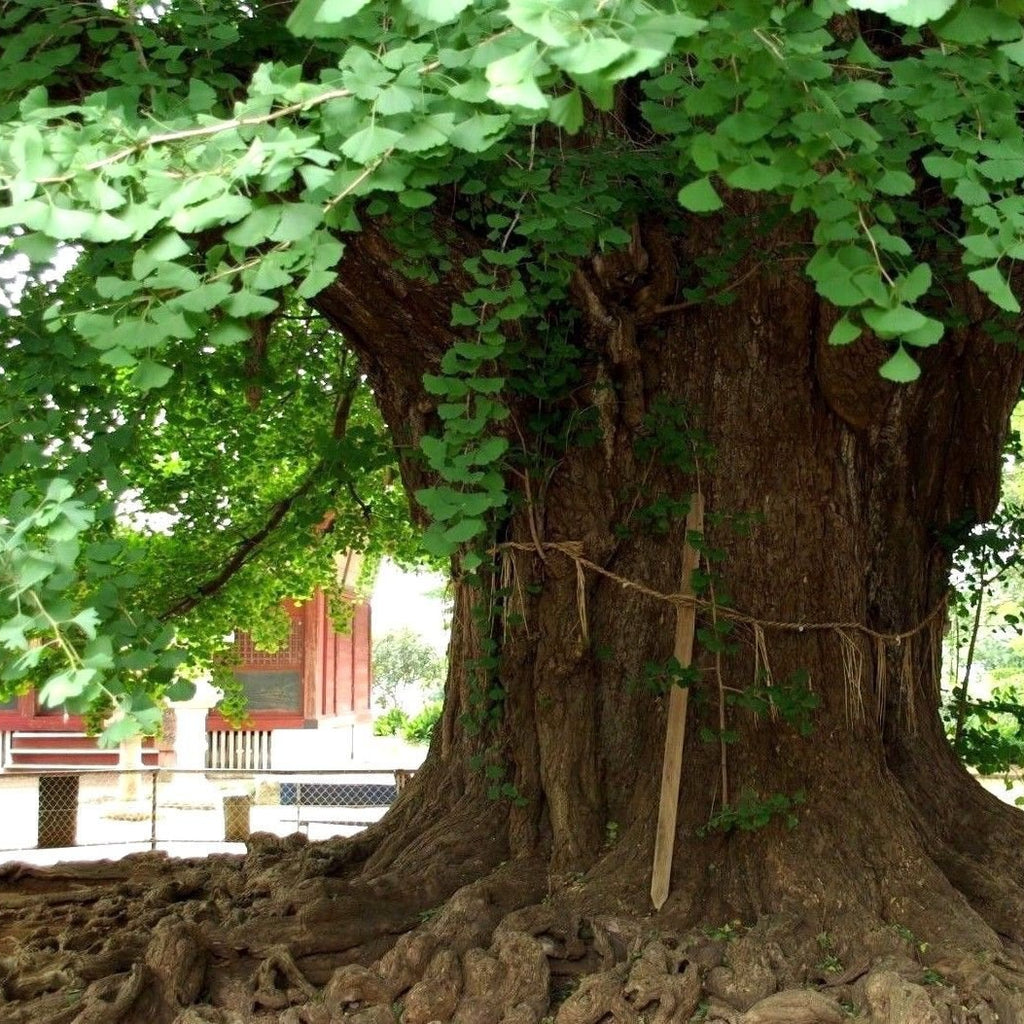 Ginkgo biloba DINOSAUR FOOD, Maidenhair Tree – Ferri Seeds