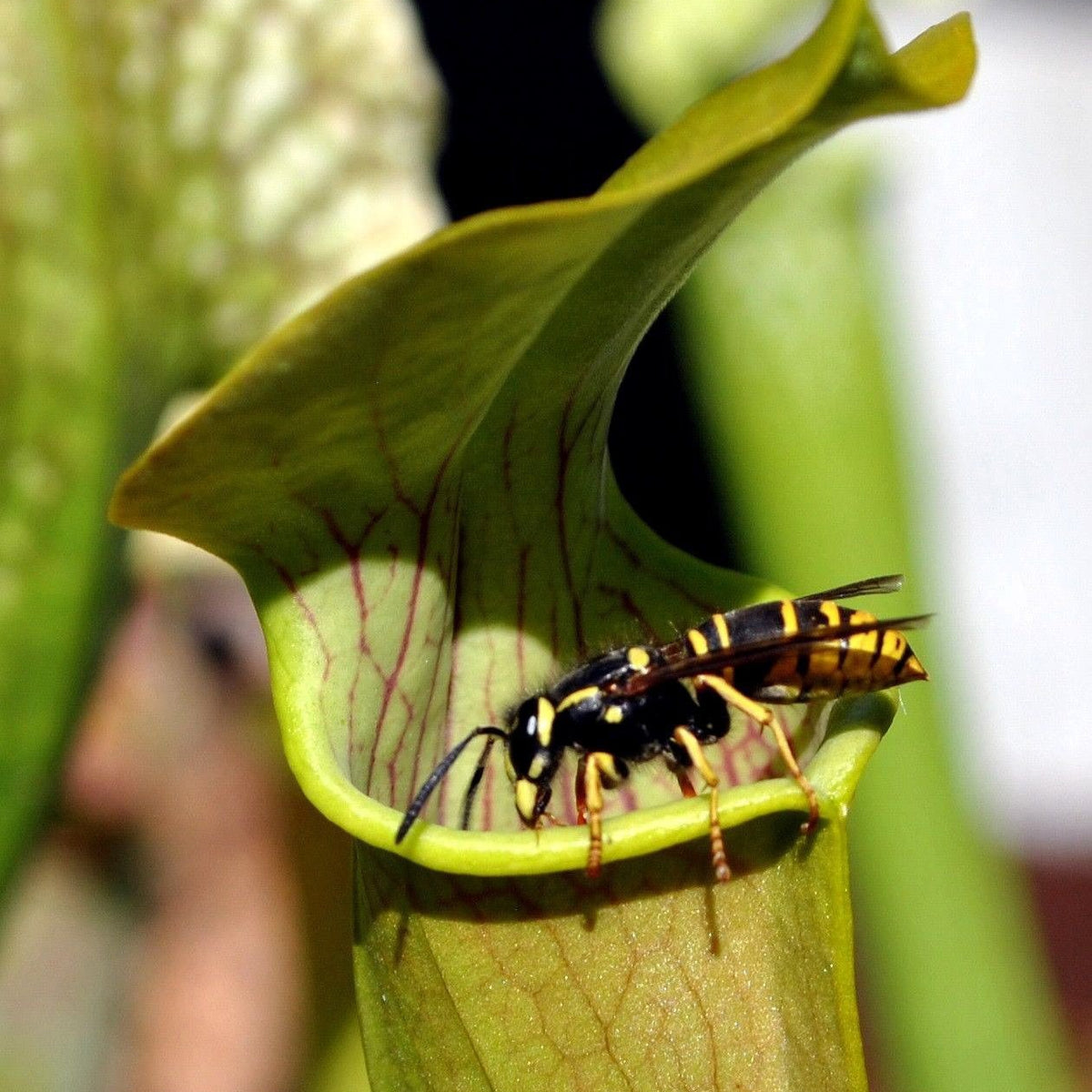 Sarracenia alata PITCHER PLANT YELLOW – Ferri Seeds