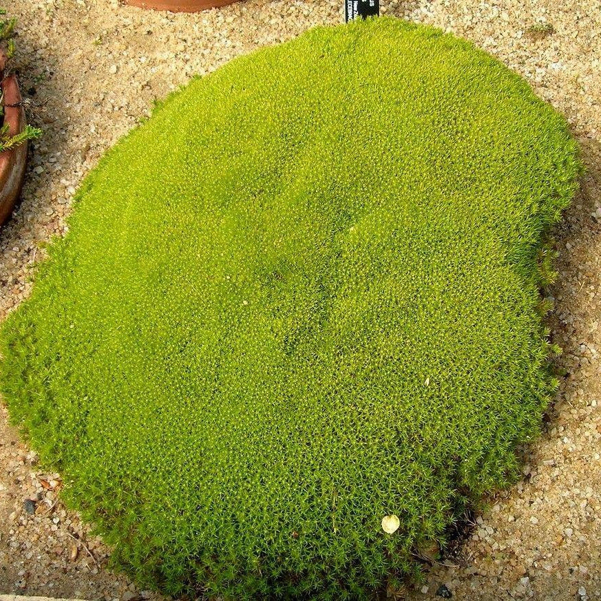 Scleranthus uniflorus NEW ZEALAND MOSS – Ferri Seeds