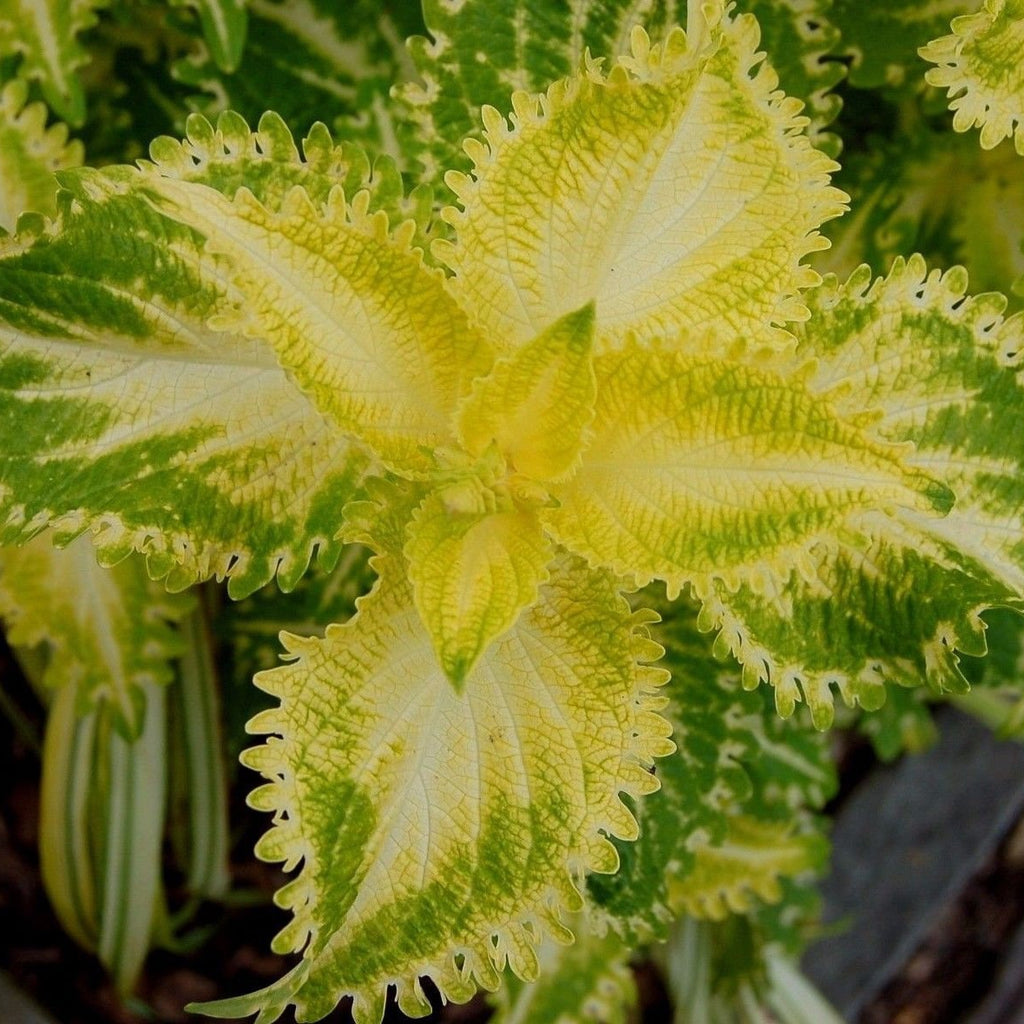 Coleus blumei COLEUS JADE – Ferri Seeds