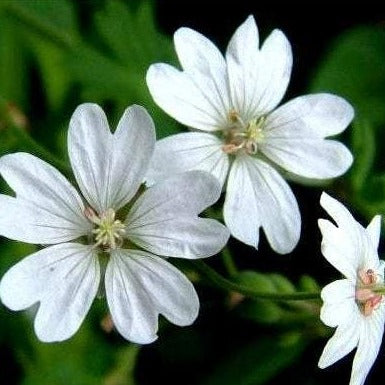 GERANIUM WHITE Perennial Geranium pyrenaicum – Ferri Seeds