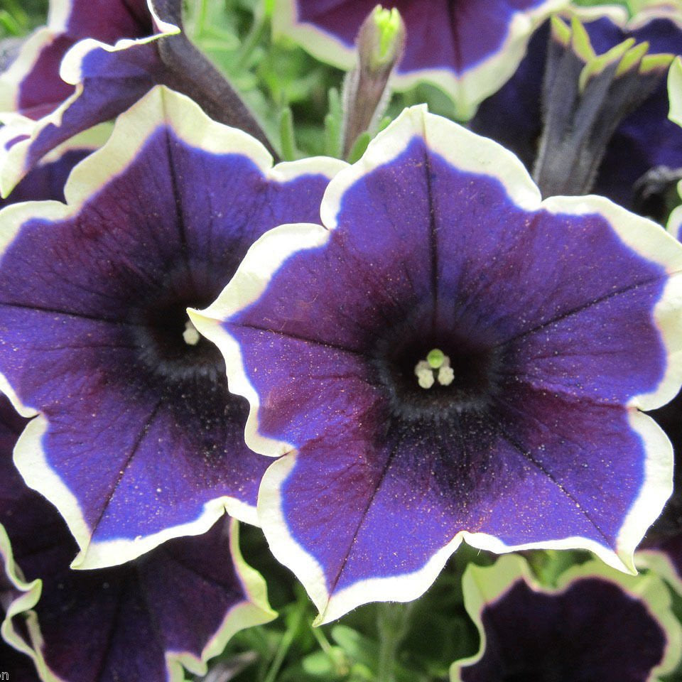 BLUE PICOTEE PETUNIA – Ferri Seeds