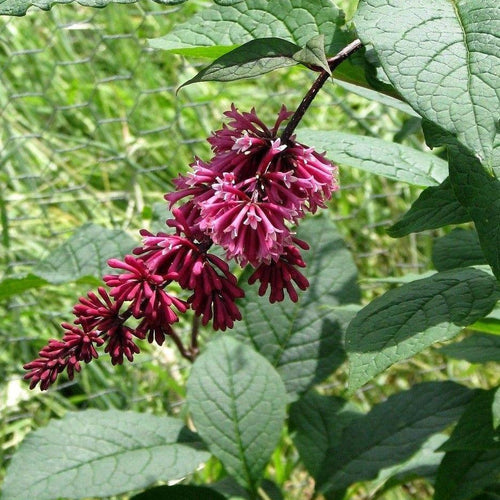 Syringa komarowii WEEPING NODDING LILAC – Ferri Seeds
