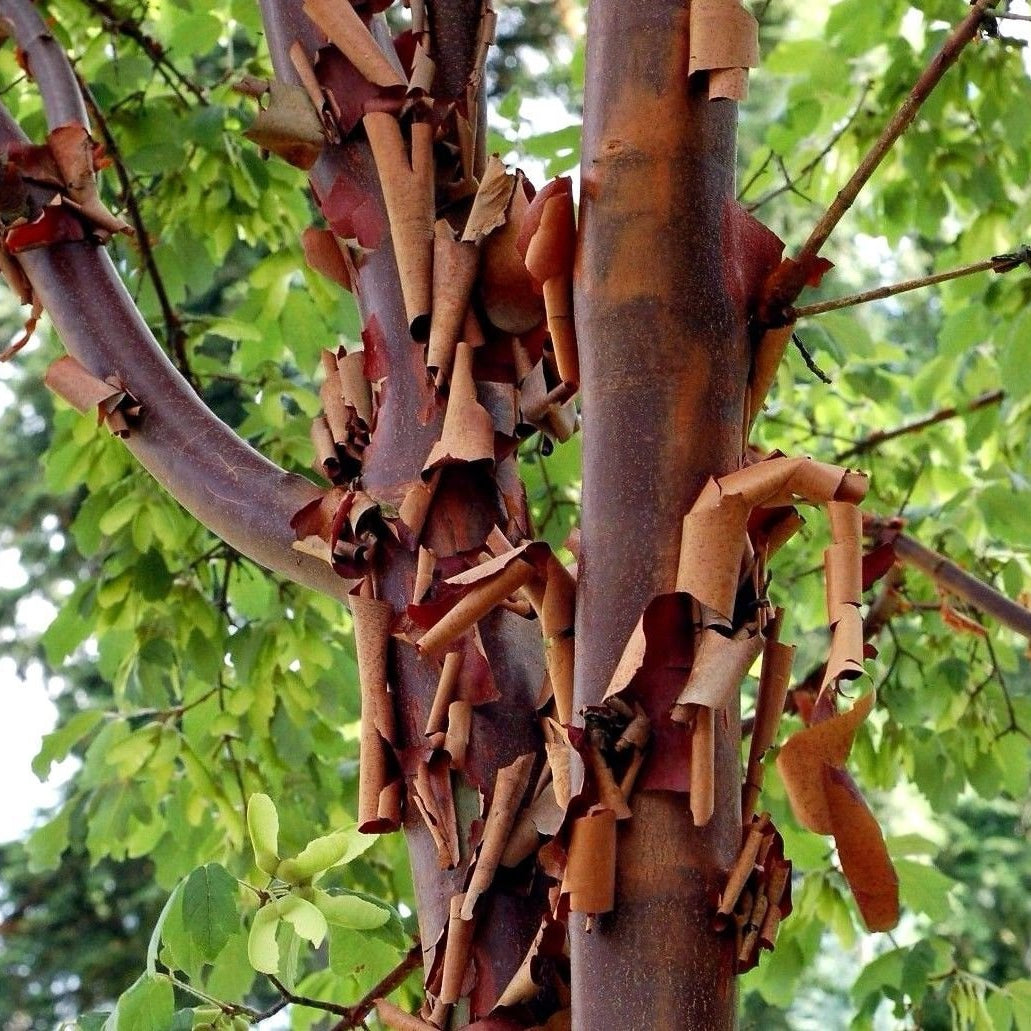 PAPERBARK MAPLE Acer griseum – Ferri Seeds