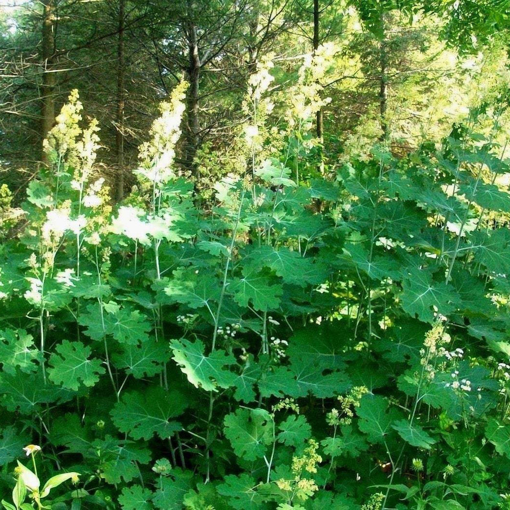 Macleaya cordata PLUME POPPY – Ferri Seeds