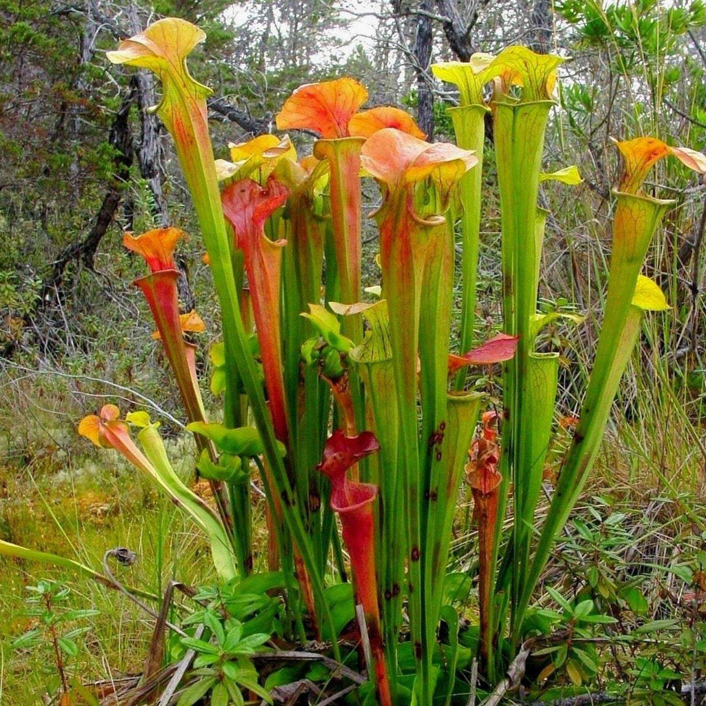 Sarracenia oreophila HARDY GREEN PITCHER PLANT – Ferri Seeds