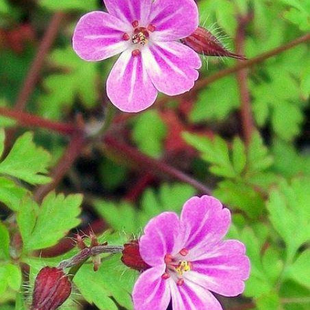 GERANIUM ROBERTIANUM Perennial – Ferri Seeds
