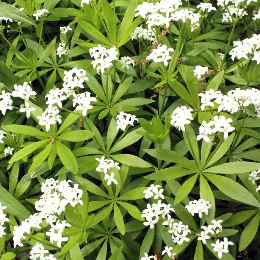 Galium odoratum, Asperula odorata SWEET WOODRUFF – Ferri Seeds