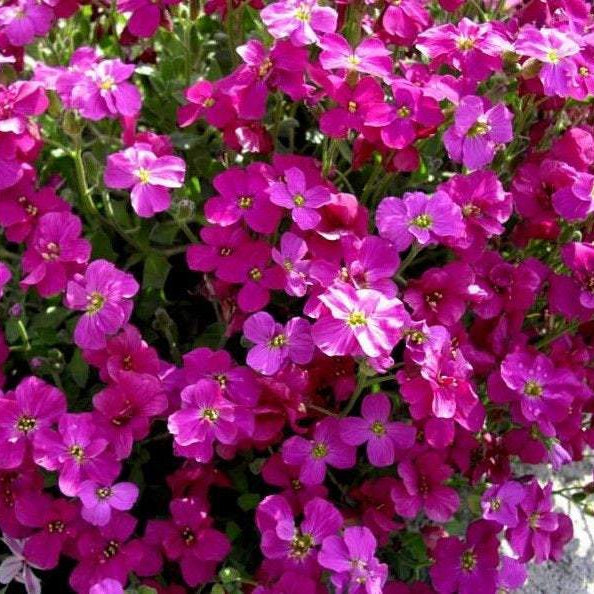 RED CASCADING ROCK CRESS Aubrieta – Ferri Seeds