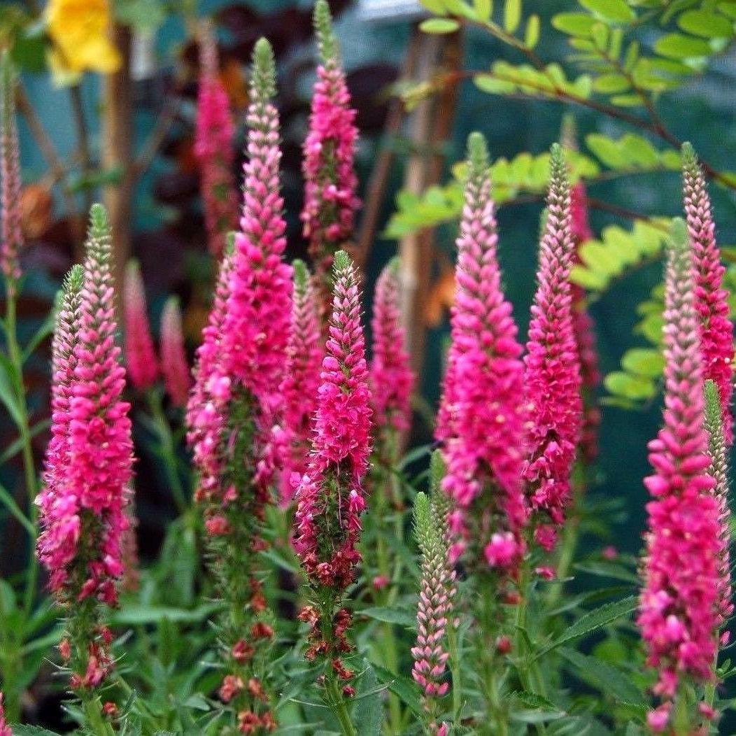 PINK SPIKED SPEEDWELL Veronica spicata – Ferri Seeds