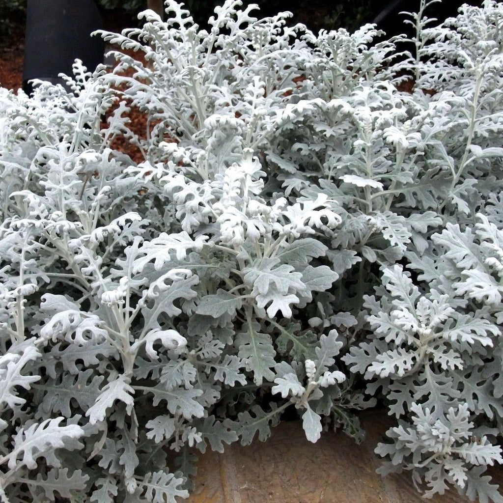 SILVER DUSTY MILLER Senecio cineraria – Ferri Seeds