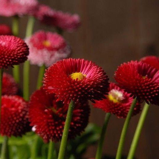 Bellis perennis RED ENGLISH DAISY – Ferri Seeds