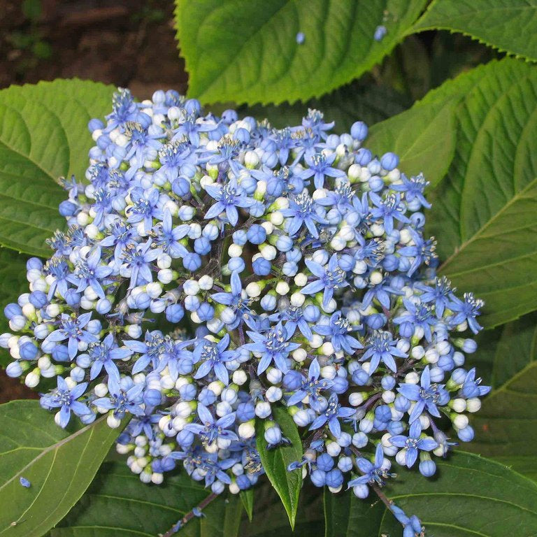 BLUE EVERGREEN HYDRANGEA, QUININE Dichroa febrifuga – Ferri Seeds