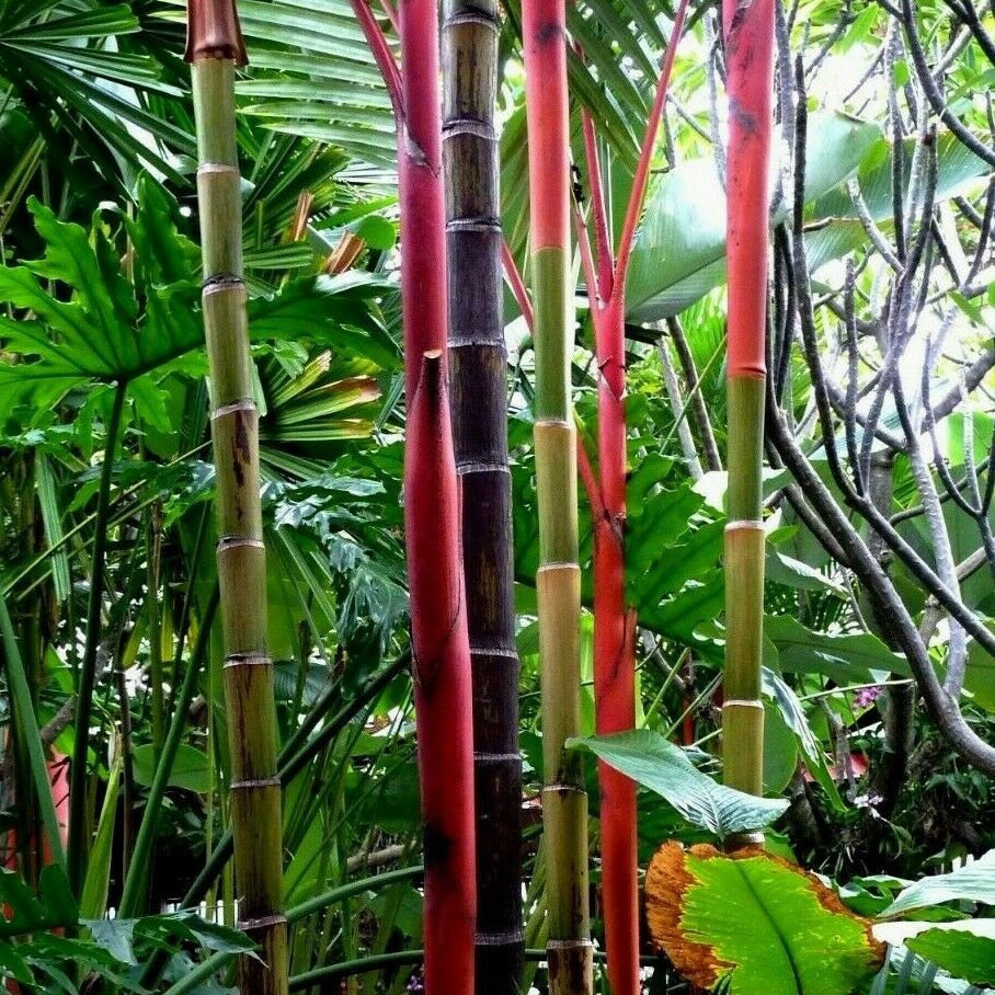Cyrtostachys lakka, Cyrtostachys renda SEALING WAX LIPSTICK PALM ...