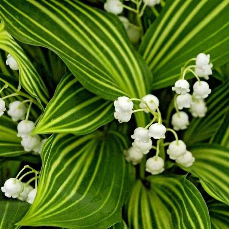 Convallaria VARIEGATED LILY OF THE VALLEY – Ferri Seeds