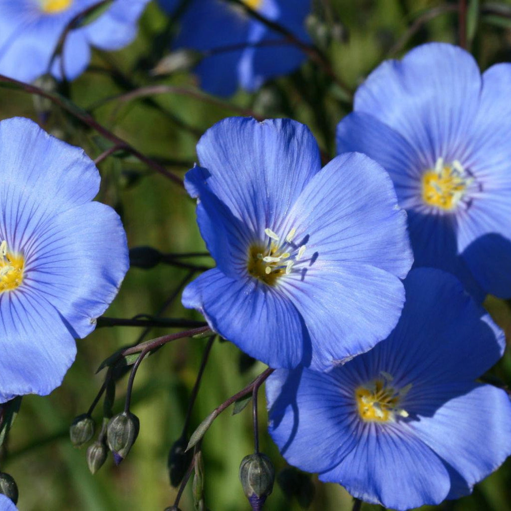 Linum perenne BLUE SAPPHIRE FLAX – Ferri Seeds
