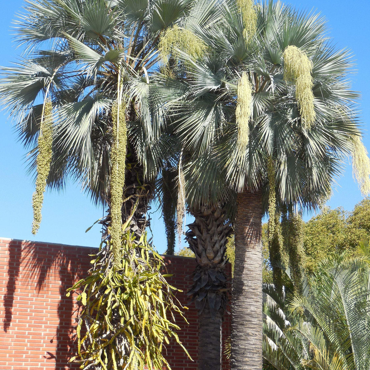 BLUE HESPER PALM Brahea armata – Ferri Seeds