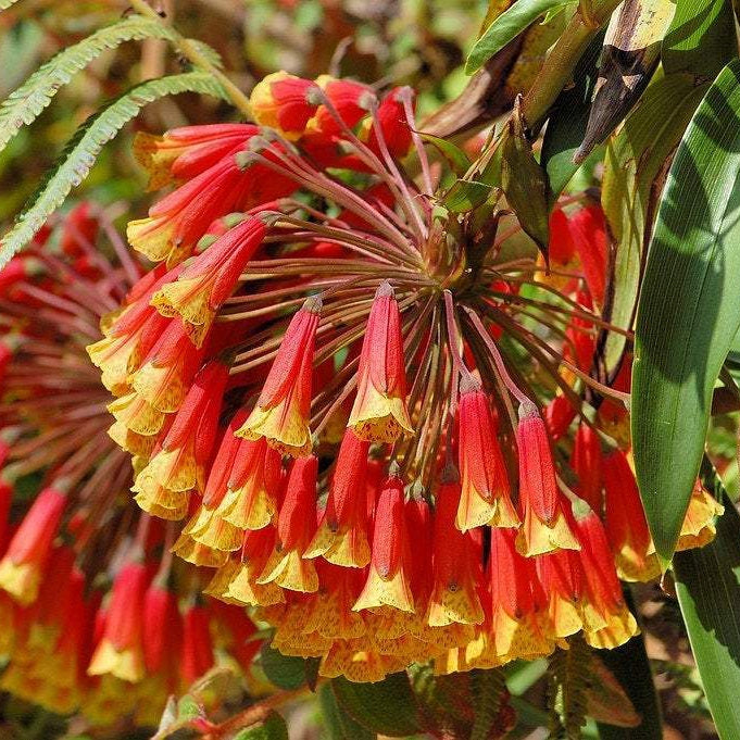 Bomarea COLOMBIAN CLIMBING LILY – Ferri Seeds