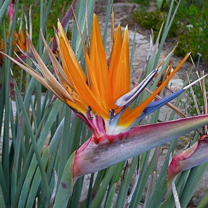Strelitzia juncea NARROW LEAVED BIRD OF PARADISE – Ferri Seeds