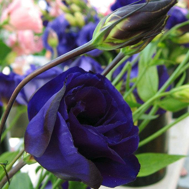 Eustoma grandiflorum LISIANTHUS BLUE – Ferri Seeds