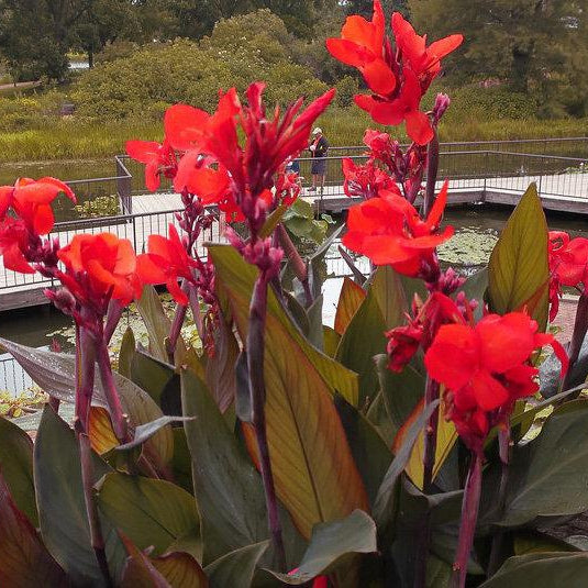 Canna indica CANNA RED LEAVES – Ferri Seeds