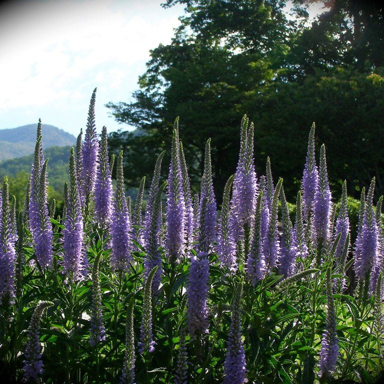 RARE LONGLEAF SPEEDWELL Veronica longifolia – Ferri Seeds