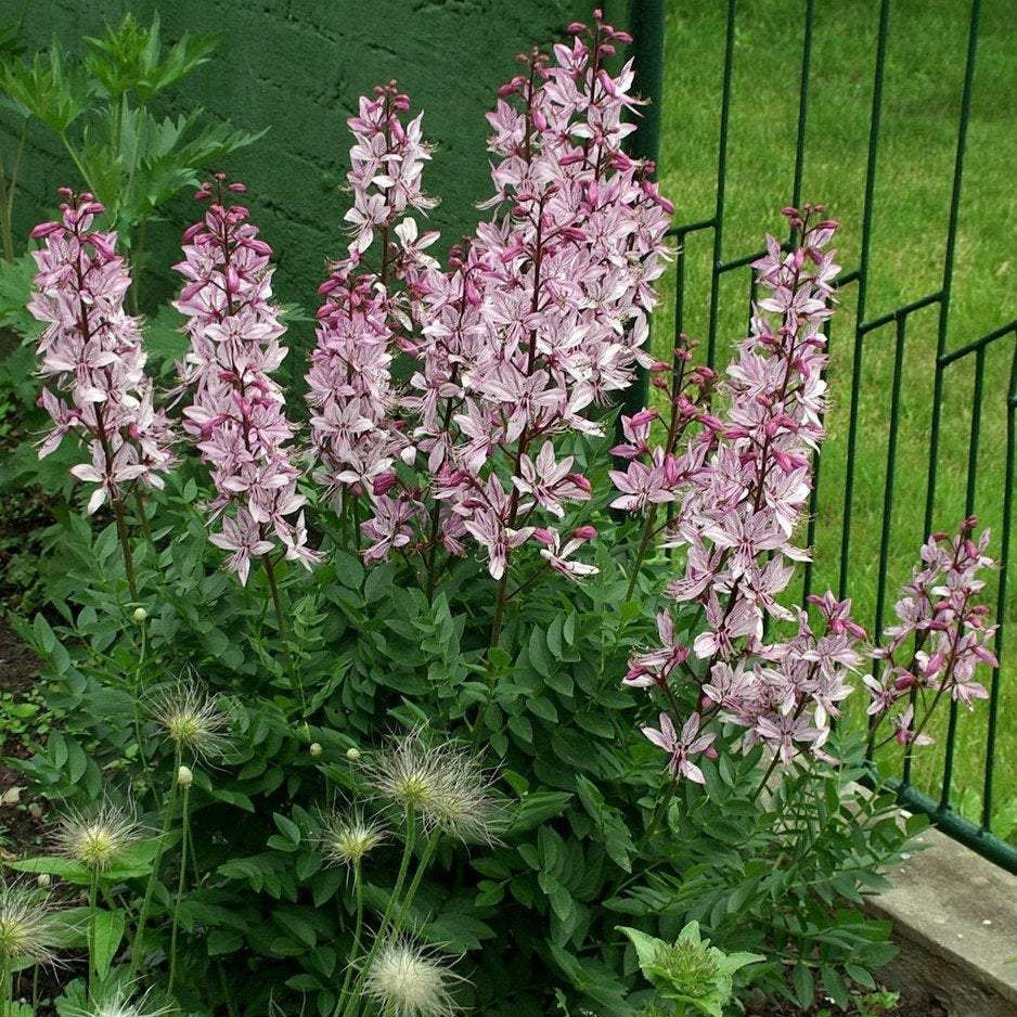 Dictamnus PINK GAS PLANT, BURNING BUSH – Ferri Seeds