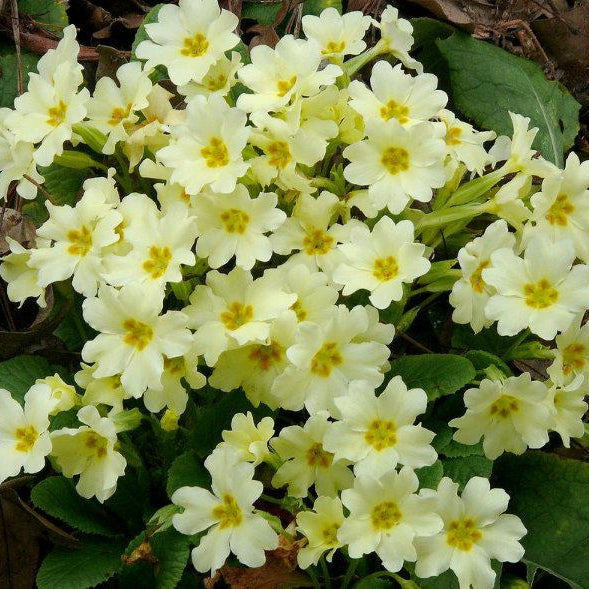 Primula vulgaris WILD PRIMROSE – Ferri Seeds