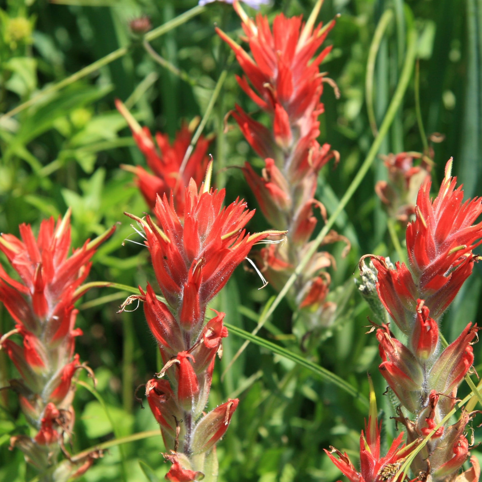 Castilleja miniata SCARLET PAINTBRUSH – Ferri Seeds